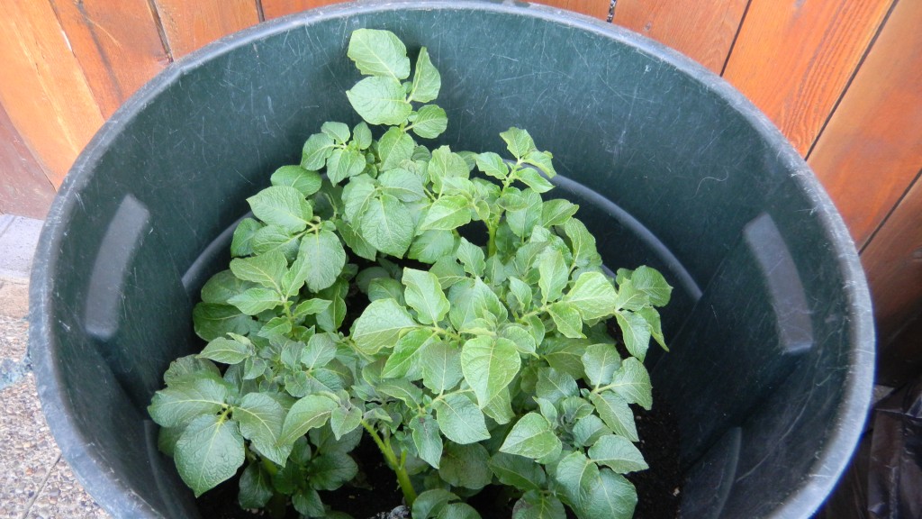 Growing Potatoes In A Trash Can | PubWages